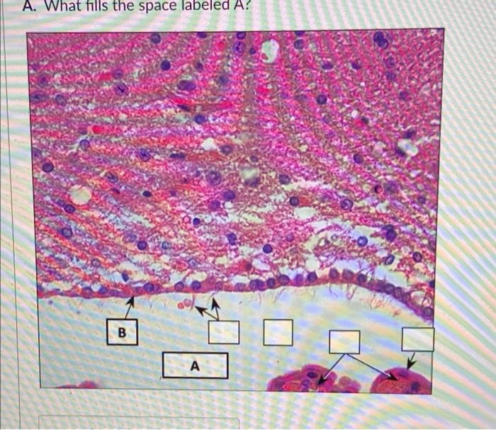 A. What fills the space labeled A? B А | Chegg.com