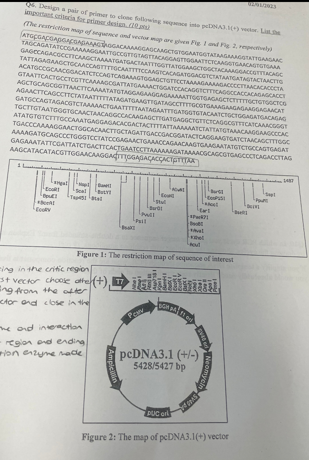 Solved Q6. Design a pair of primer to clone following | Chegg.com