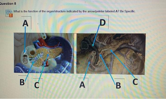 Solved Question 8 What is the function of the | Chegg.com