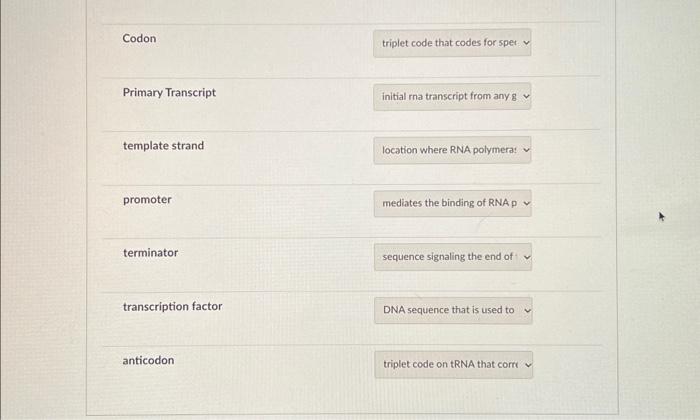 Solved Codon Primary Transcript template strand promoter | Chegg.com