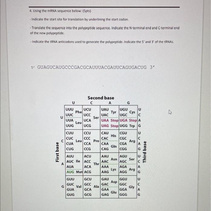 Solved Transcription and Translation Activity, 25 points ( | Chegg.com