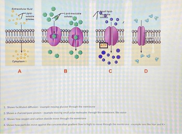 Solved 1. Shows facilitated diffusion - example moving | Chegg.com