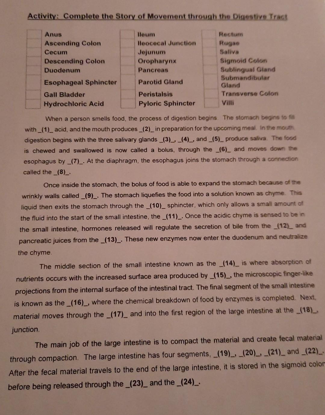 Solved Drawing of Liver, Pancreas, and Ducts image to | Chegg.com