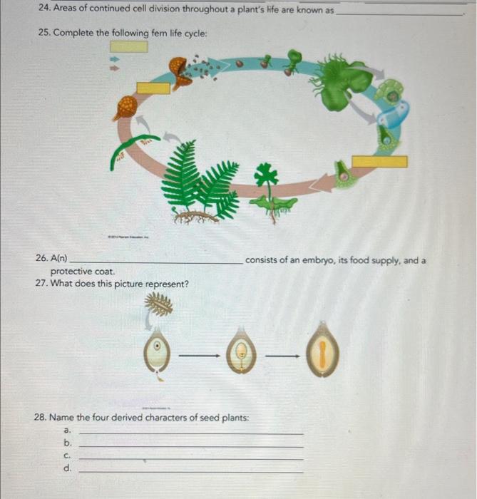Solved 24. Areas of continued cell division throughout a | Chegg.com