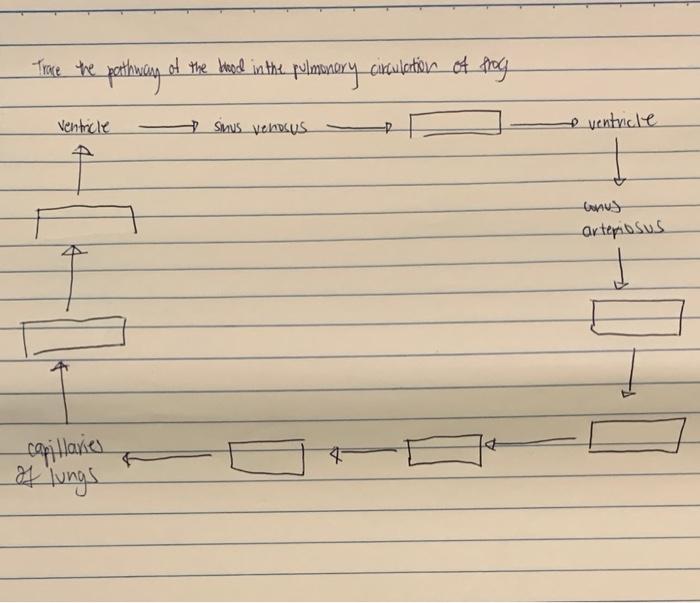 Solved Trace the pathway of the blood in the pulmonary | Chegg.com