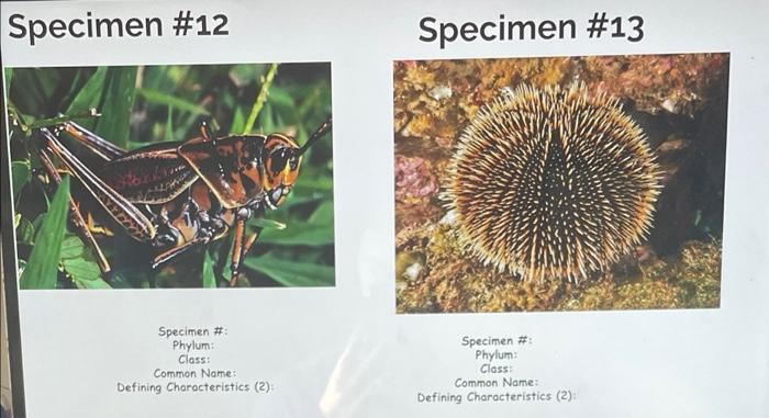 Solved Specimen #12 Specimen #13 Specimen # Phylum Class: | Chegg.com