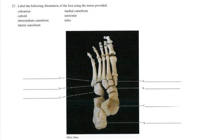 Solved 27. Label the following illustration of the foot | Chegg.com