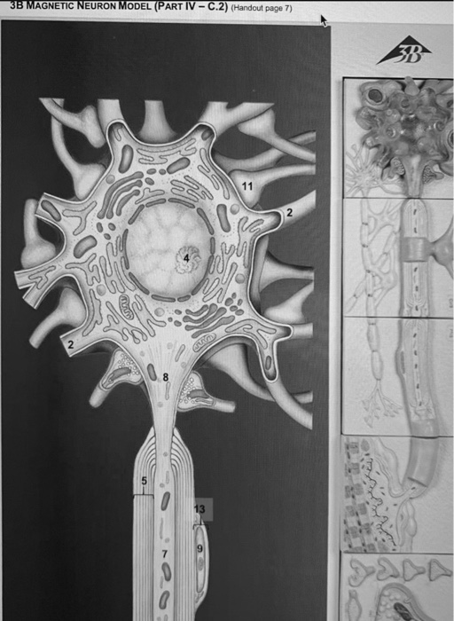 Solved Use the Neuro Lab Models PDF to complete this | Chegg.com