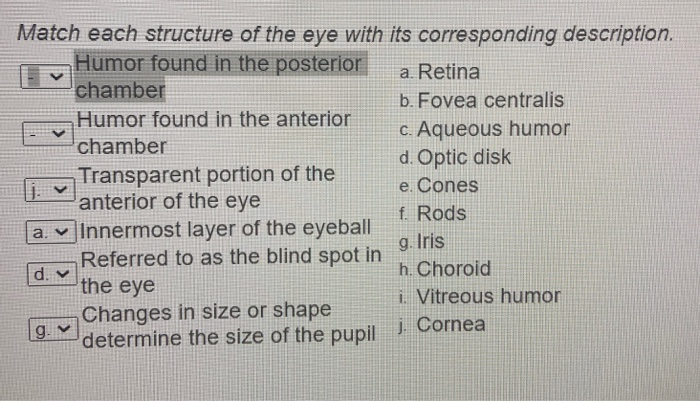 Solved Match each structure of the eye with its | Chegg.com
