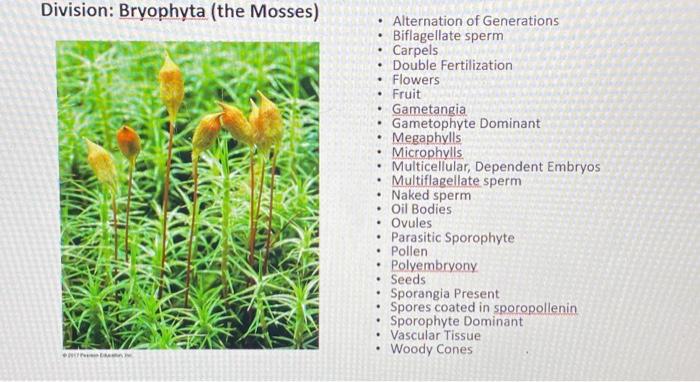 Solved Division: Bryophyta (the Mosses) - Alternation of | Chegg.com