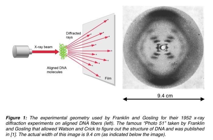 Diffracted rays X-ray beam Aligned DNA molecules Film | Chegg.com