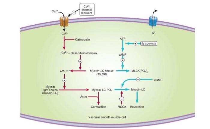 Solved explain this diagram step by step, indicating what | Chegg.com