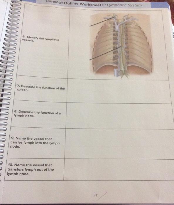 Solved Concept Outline Worksheet F: Lymphatic System 6. | Chegg.com