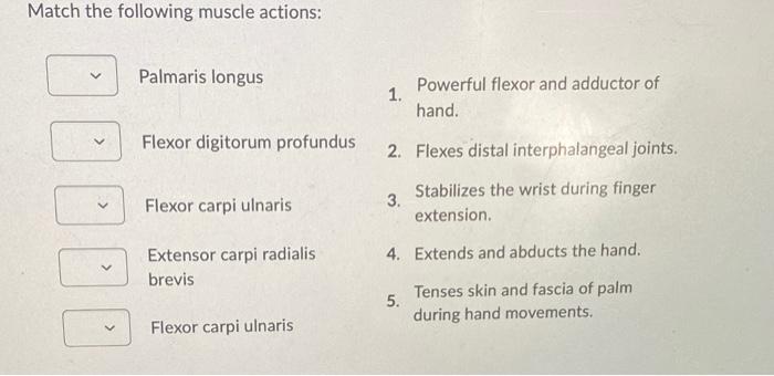 Solved Match the following muscle actions: Palmaris longus | Chegg.com