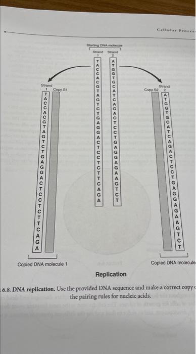 Solved 6.8. DNA replication. Use the provided DNA sequence | Chegg.com