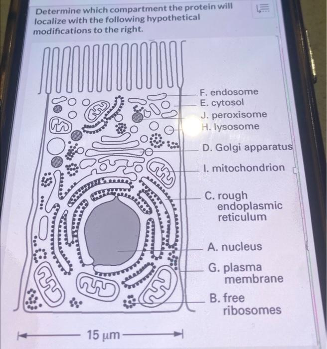Solved netermine which compartment the protein willYou | Chegg.com