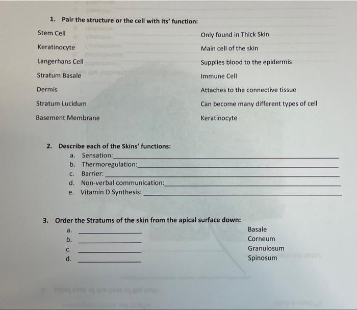 Solved 1. Pair the structure or the cell with its' function: | Chegg.com