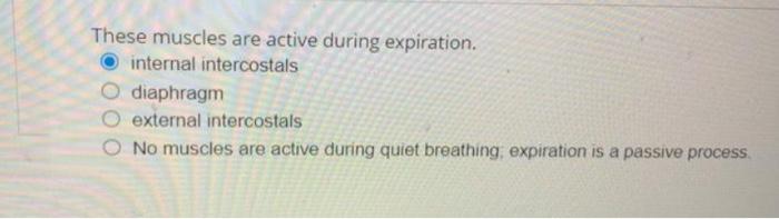 Solved These muscles are active during expiration. internal | Chegg.com