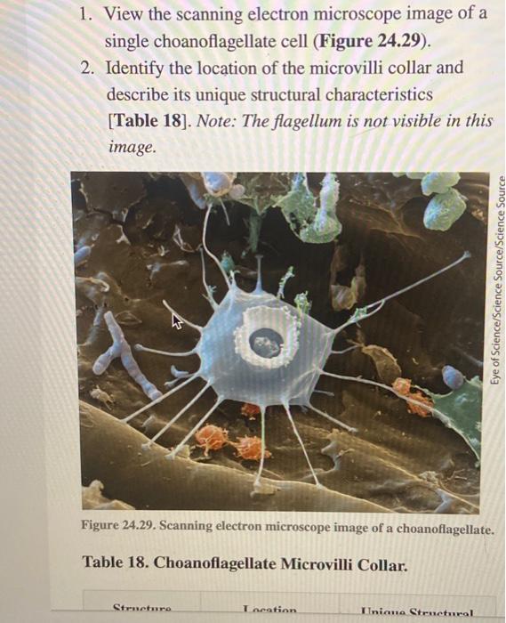 Solved 1. View the scanning electron microscope image of a | Chegg.com