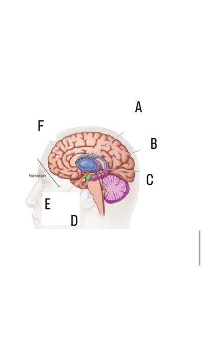 Solved can you label these parts of the brain? thanks! | Chegg.com