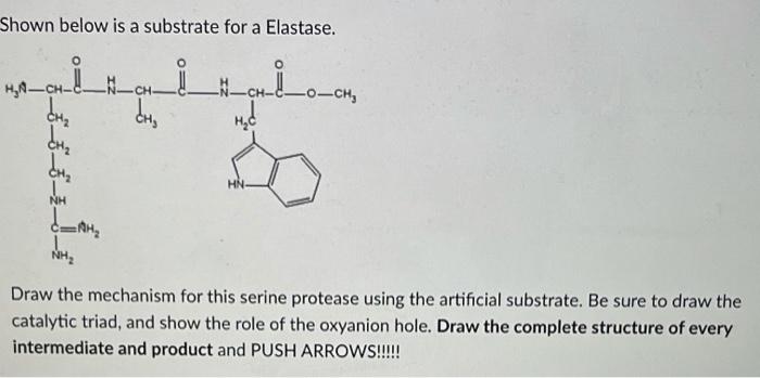 Solved Shown below is a substrate for a Elastase. i NL drig | Chegg.com