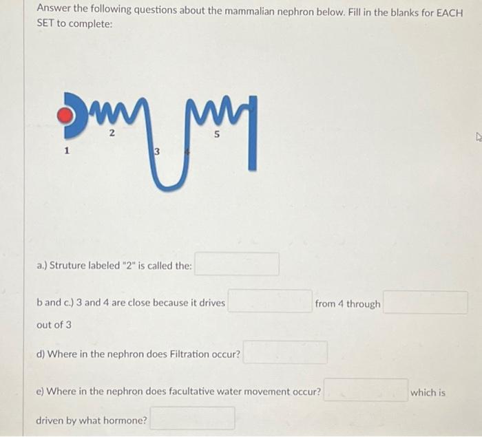 Solved Answer the following questions about the mammalian | Chegg.com