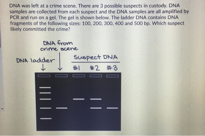 Solved DNA was left at a crime scene. There are 3 possible | Chegg.com