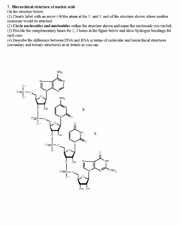 Solved 7. Hierarchical structure of nucleic acid On the | Chegg.com