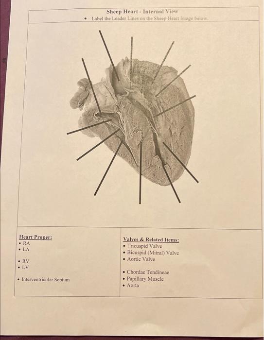 Solved Sheep Heart - Internal View Label the Leader Lines on | Chegg.com
