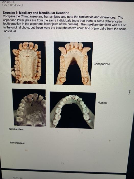 Solved ANTHI TOT Lab 6 Worksheet Exercise 7: Maxillary and | Chegg.com