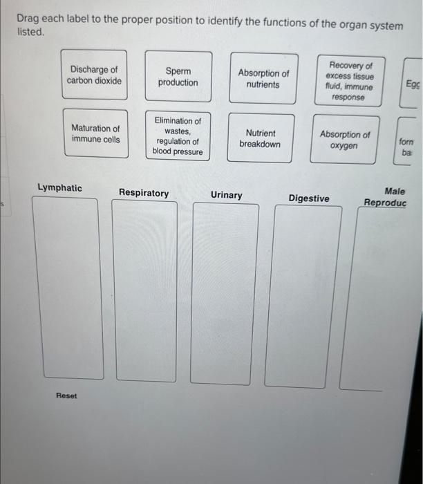 Solved Drag each label to the proper position to identify | Chegg.com