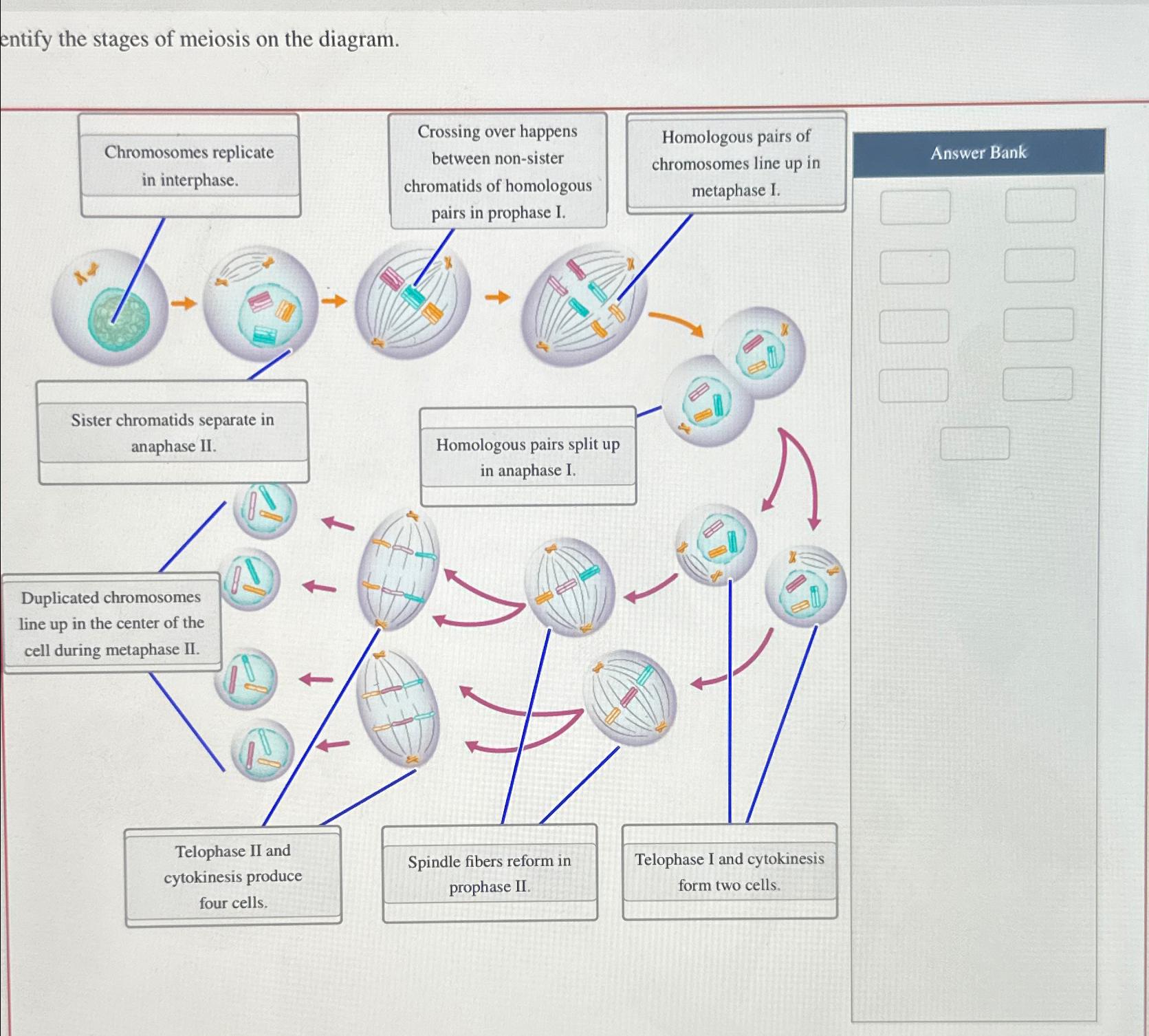 Meiosis Stages