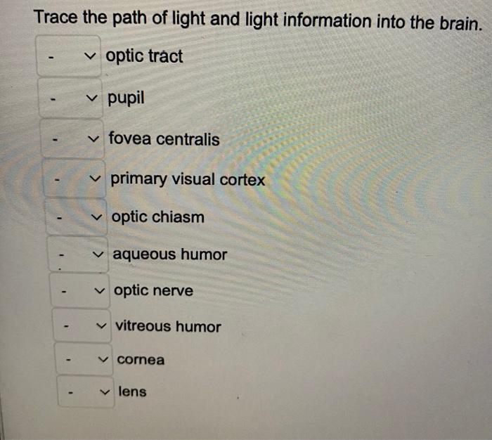 Solved Trace the path of light and light information into | Chegg.com
