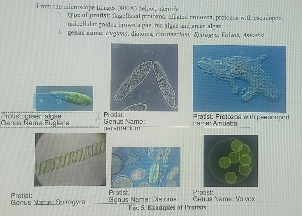 Solved From the microscope images (400X) below, identify 1. | Chegg.com