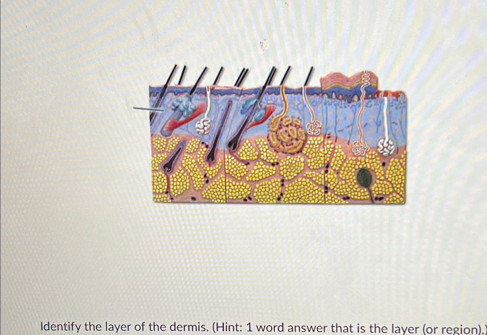 Solved Identify the layer of the dermis. (Hint: 1 word | Chegg.com Solved Identify the layer of the dermis. (Hint: 1 word | Chegg.com