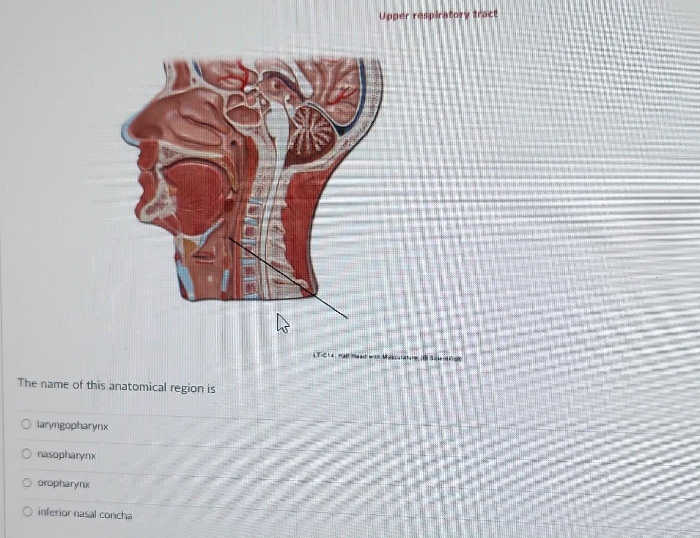 Solved Upper respiratory tract The name of this anatomical | Chegg.com
