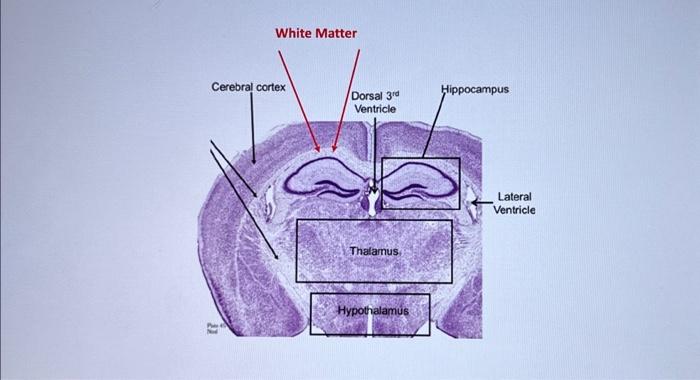 i need help labeling the nissl stain of mouse brain | Chegg.com