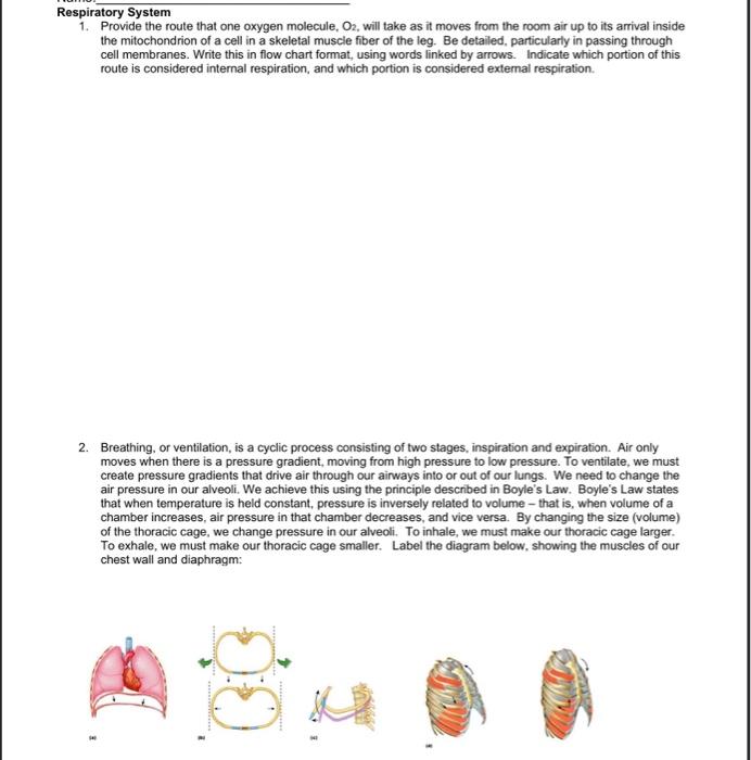 Solved Respiratory System 1. Provide the route that one | Chegg.com
