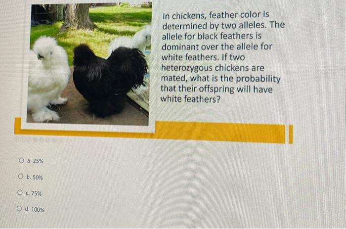 Solved In chickens, feather color is determined by two | Chegg.com