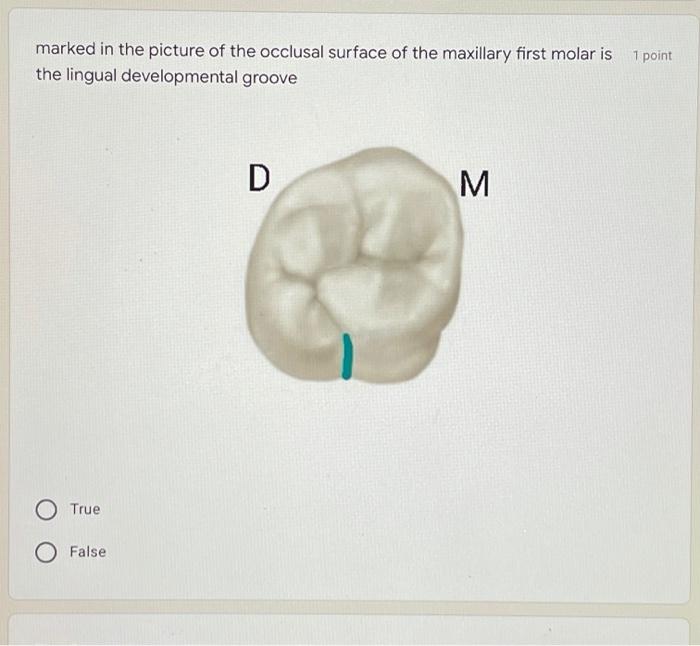 Solved marked in the picture of the occlusal surface of the | Chegg.com