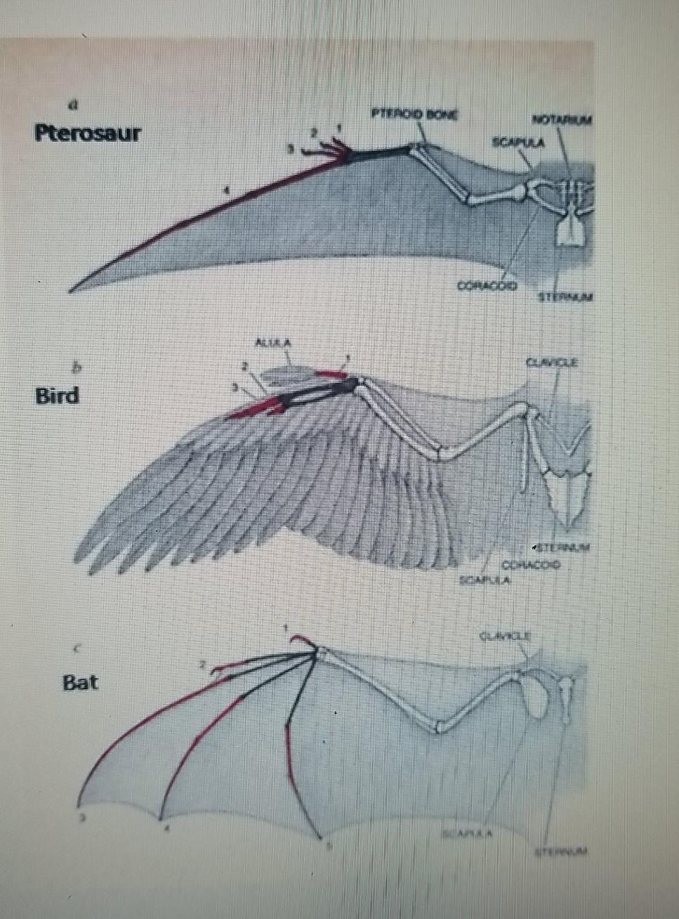 Solved Bats belong to the order Chiroptera which literally | Chegg.com