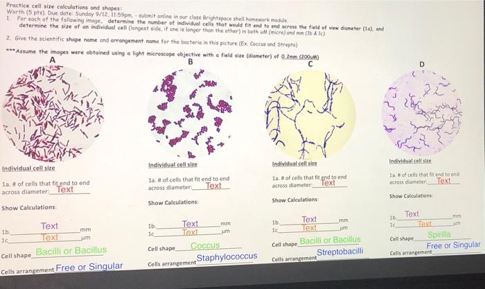 Solved Practice cell size calculations and shapes Worth (5 | Chegg.com