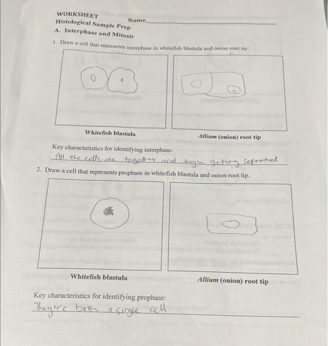 Solved 1. Draw a cell that represents intamhana in whitefish | Chegg.com