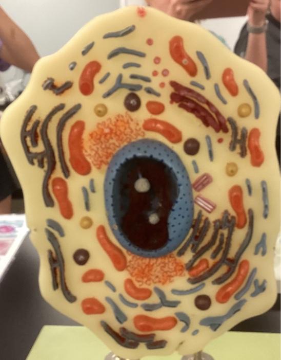 Solved label all parts of the cell please | Chegg.com