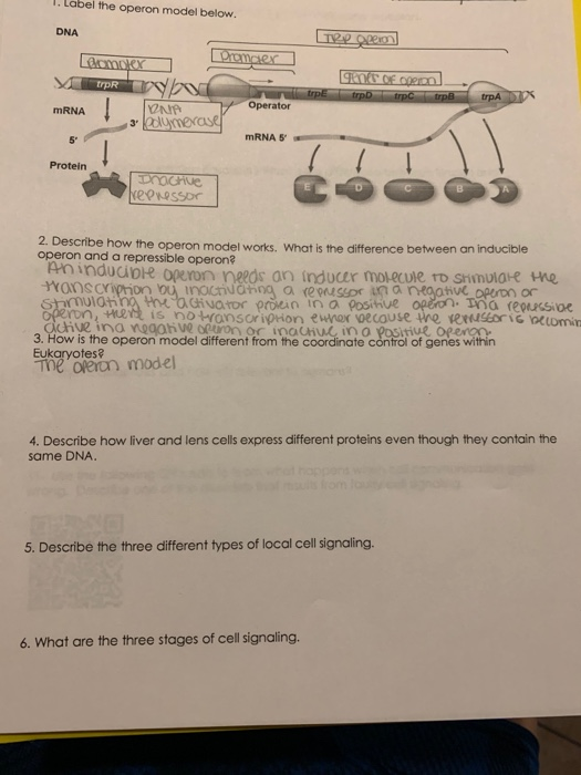 Solved 1. Label the operon model below. DNA Tepoleon Bompier | Chegg.com