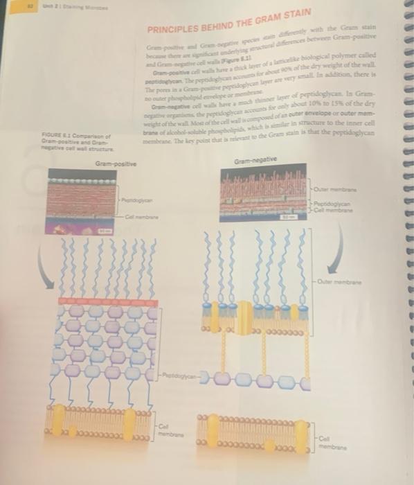 Solved PRINCIPLES BEHIND THE GRAM STAINThe Gram stain is | Chegg.com