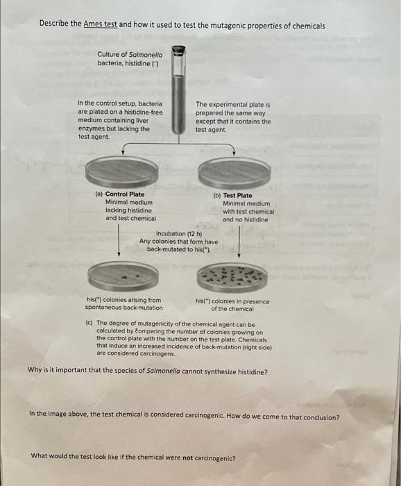 Solved Describe the Ames test and how it used to test the | Chegg.com