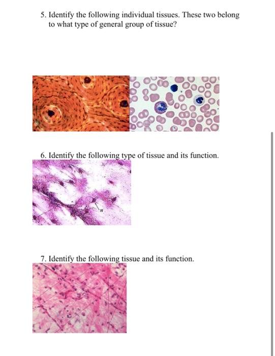 Solved 5. Identify the following individual tissues. These | Chegg.com