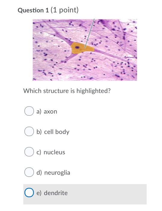 Solved Question 1 (1 point) Which structure is highlighted? | Chegg.com