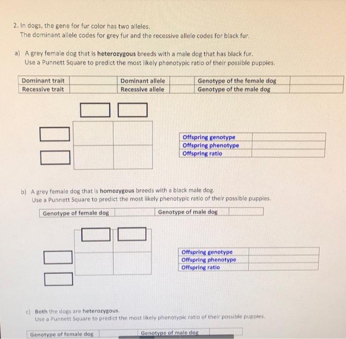 Solved 2. In dogs, the gene for fur color has two alleles. | Chegg.com